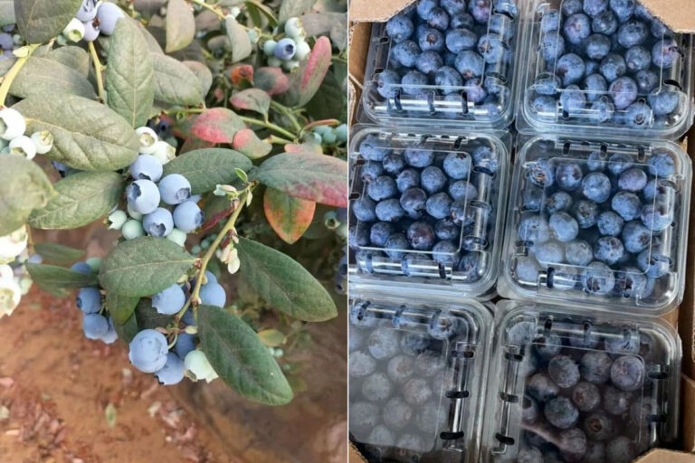 Second week of harvest for Moroccan blueberries – myblueproject.com